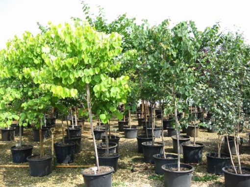 Garden Center & Field Nursery | Shreckhise Shrubbery