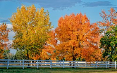 5 Tips for Fall Tree Care - Shreckhise Shrubbery