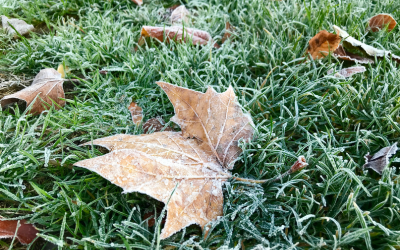 Plant Protection During Cold Weather and Snow Season - Shreckhise Shrubbery